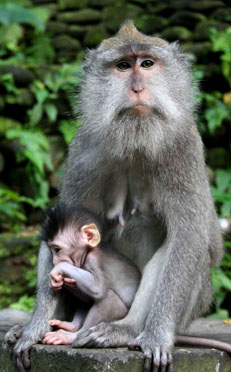 猕猴属 Macaca 蓝色动物学（中国动物学科普）
